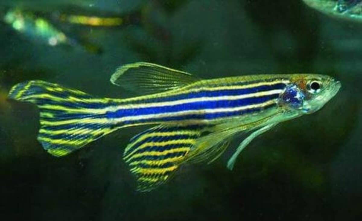 Blue Zebra Fish