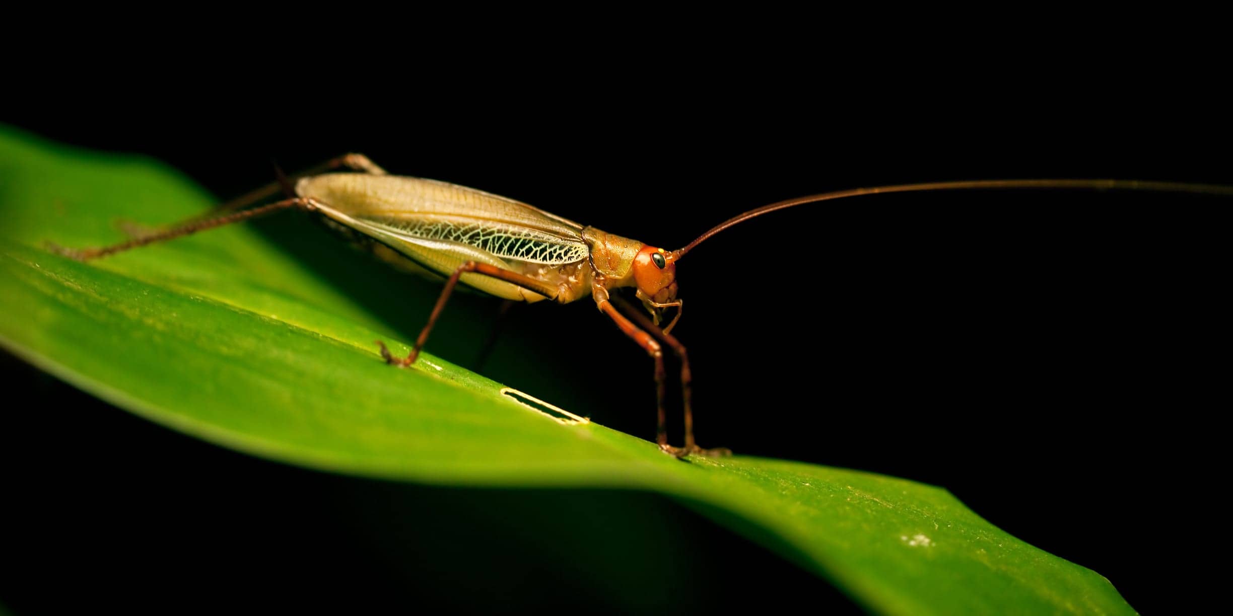 Insect Hearing Research May Advance Hearing Technology | The Hearing Review