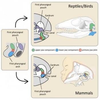 Scientists Determine How Eardrum Evolved in Mammals