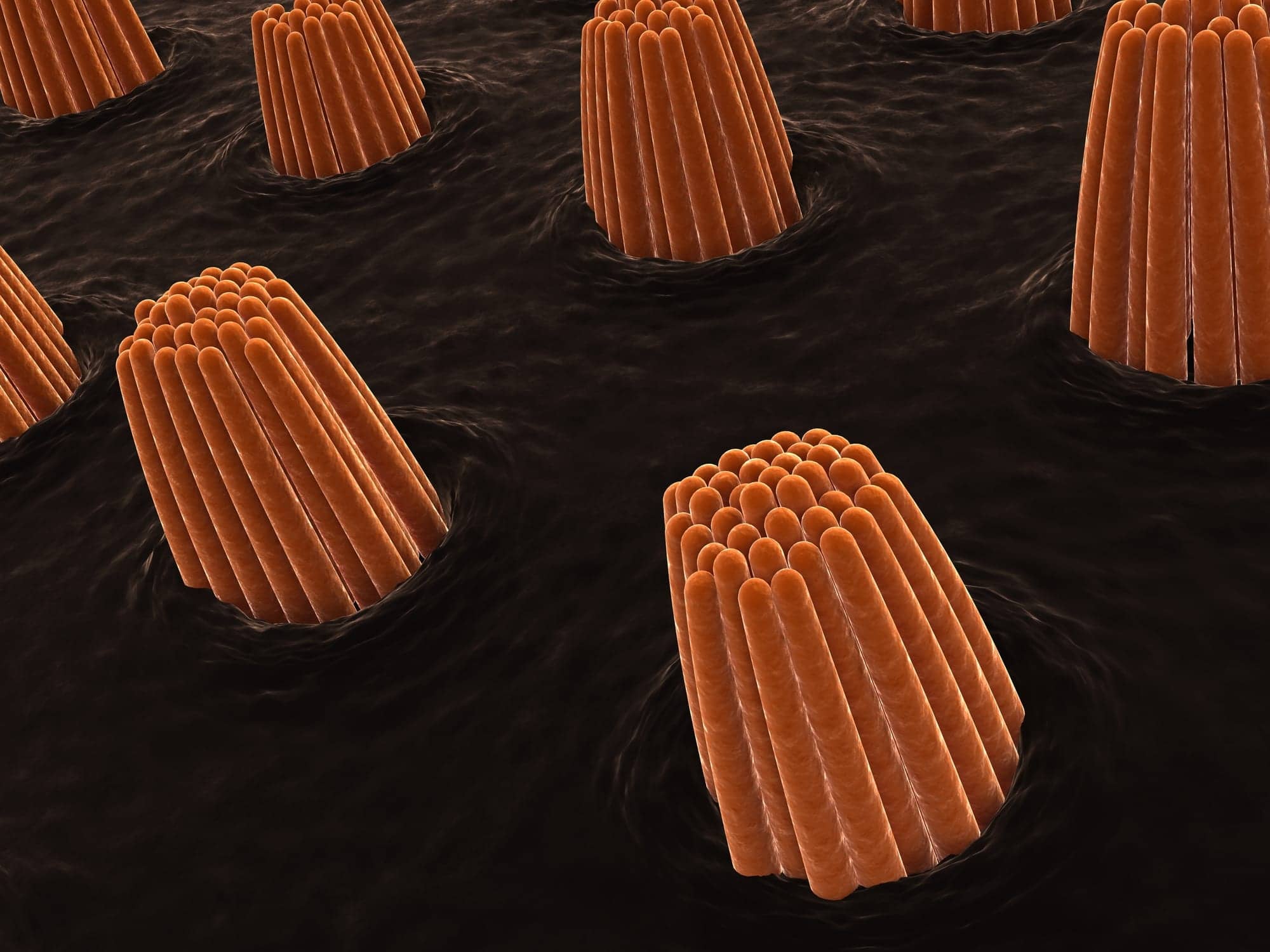 Therapy Promotes Delivery of EPS8 to Restore Sensory Hair Cells | The ...