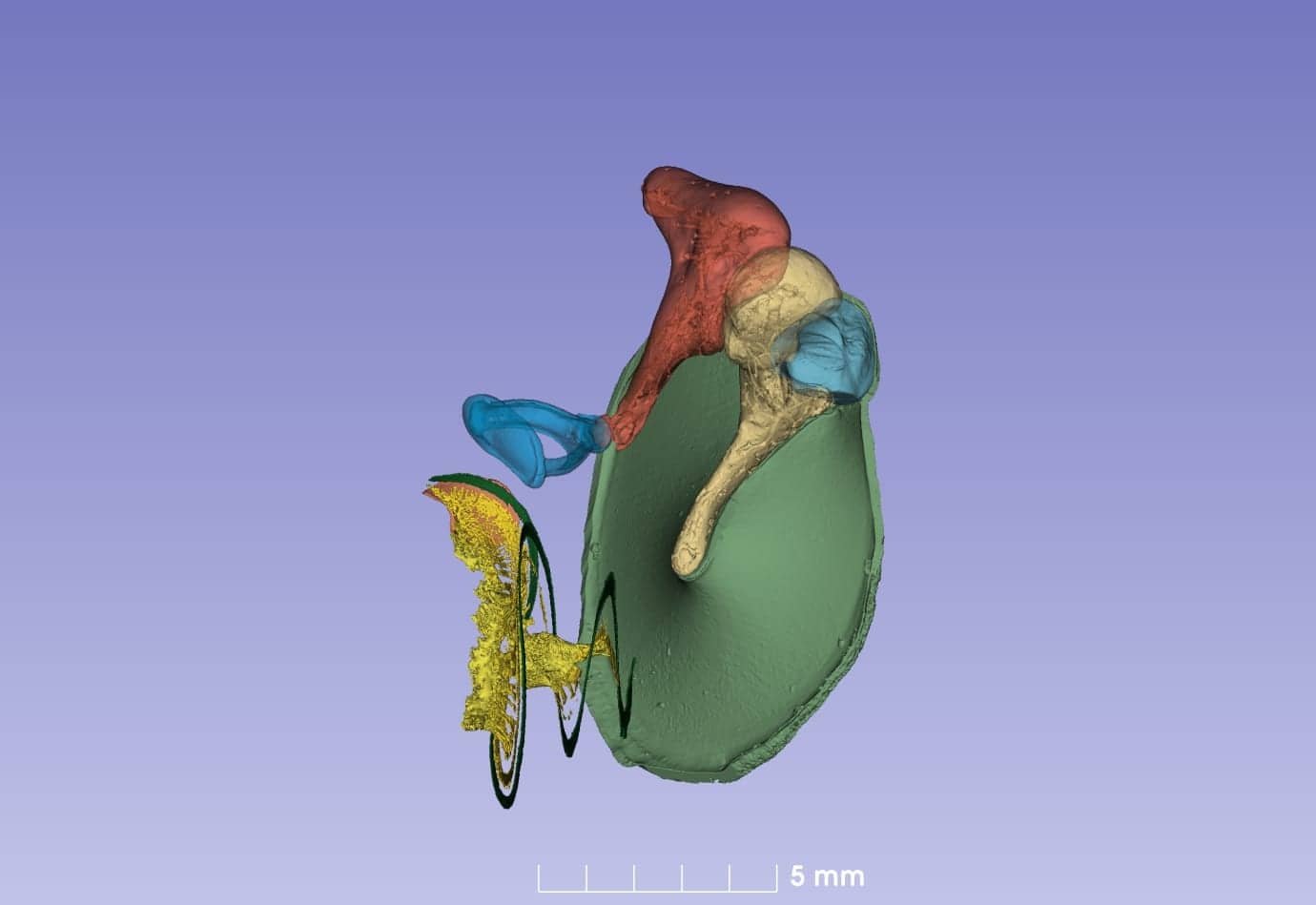 Researchers Map Blood Vessels of Inner Ear | The Hearing Review