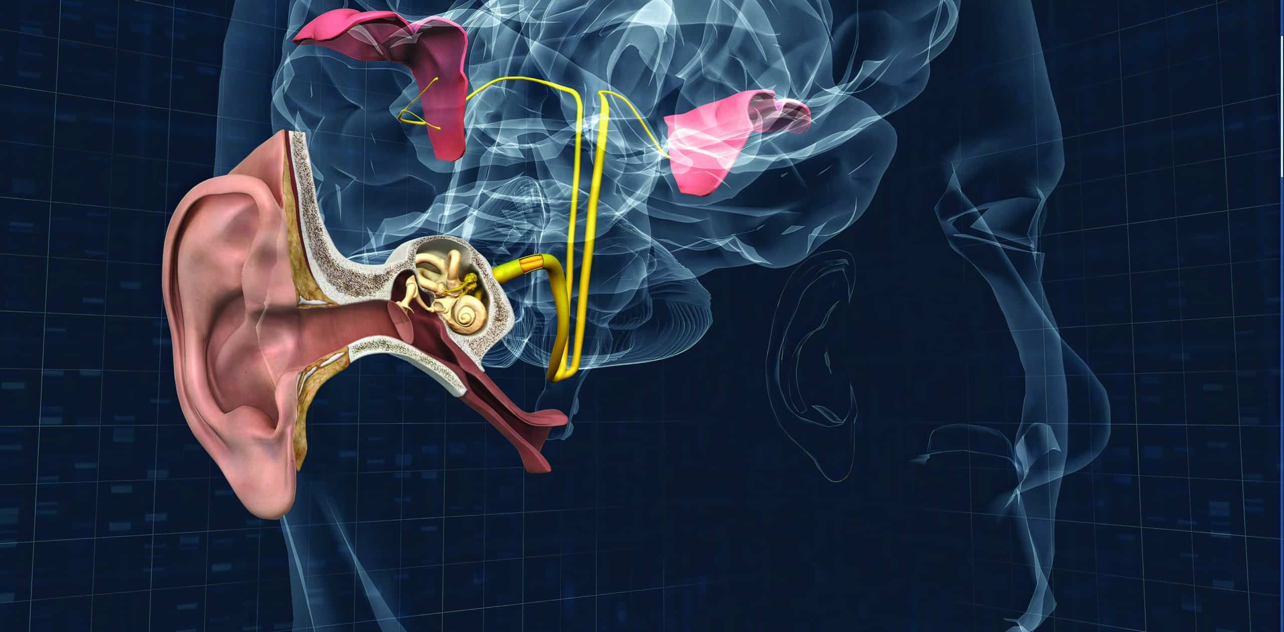 Interview with Charles Liberman, PhD 2022 La Fondation Pour l’Audition ...